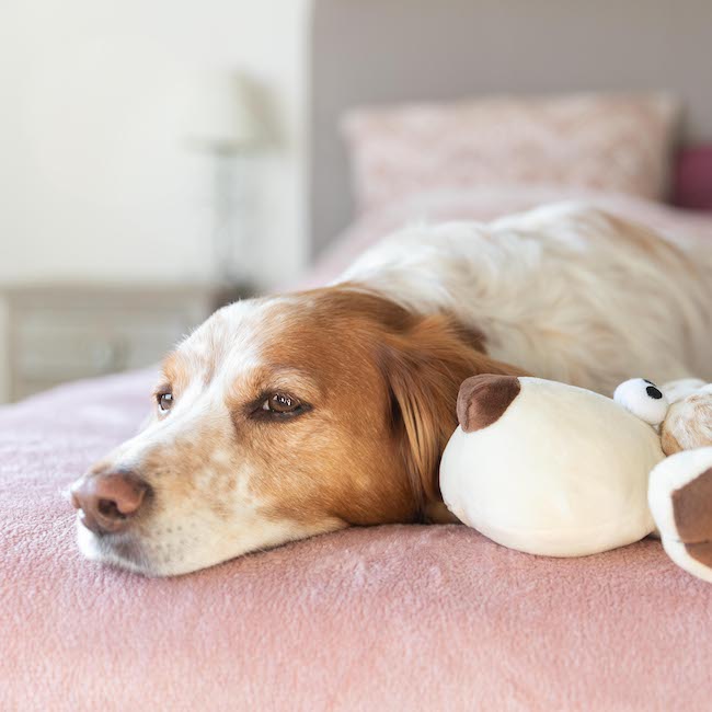 Fabienne Bonaldi Comportementaliste Educatrice Canin à Cergy
