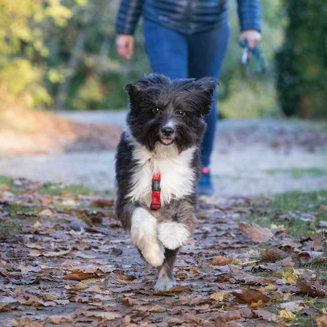 Fabienne Bonaldi Comportementaliste Educatrice Canin à Cergy